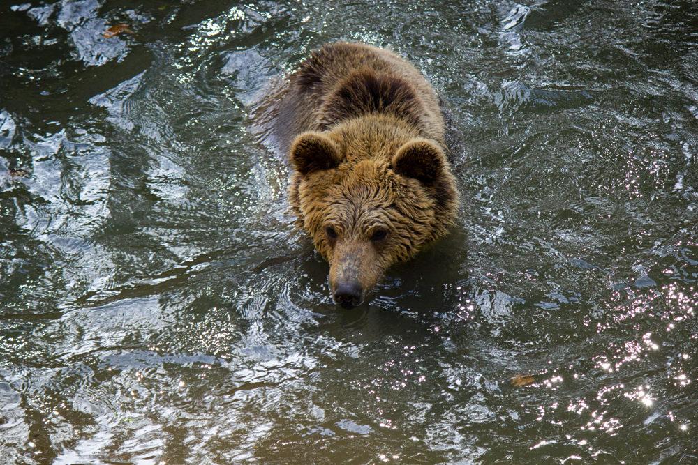 Wildwood Special Offers