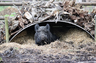 Boar | Wildwood Group
