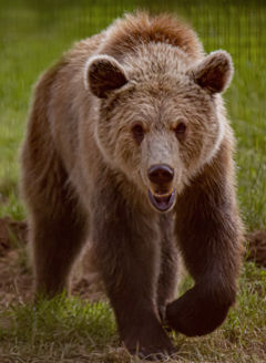 Bear experience