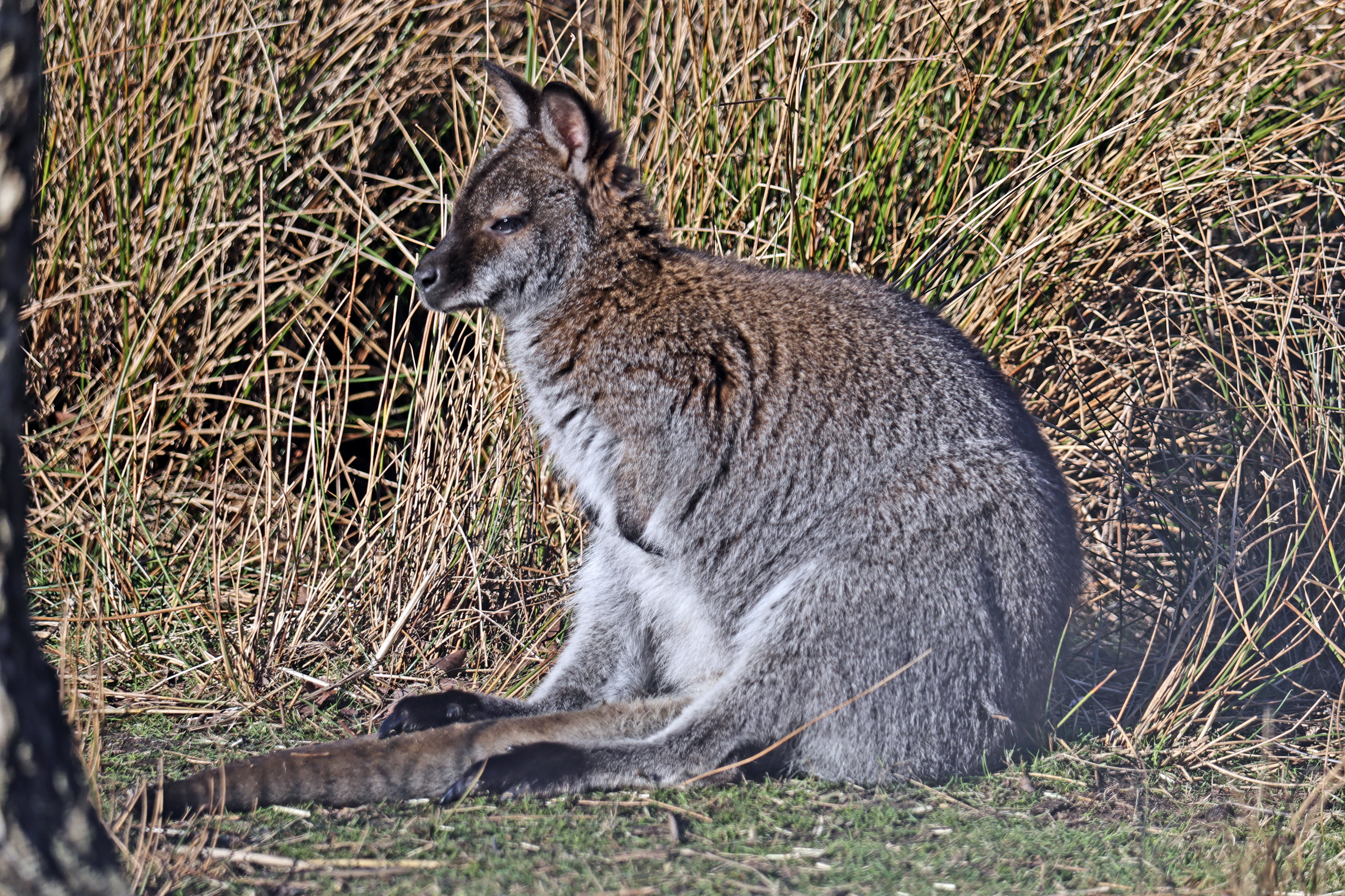 Red-Necked Wallaby