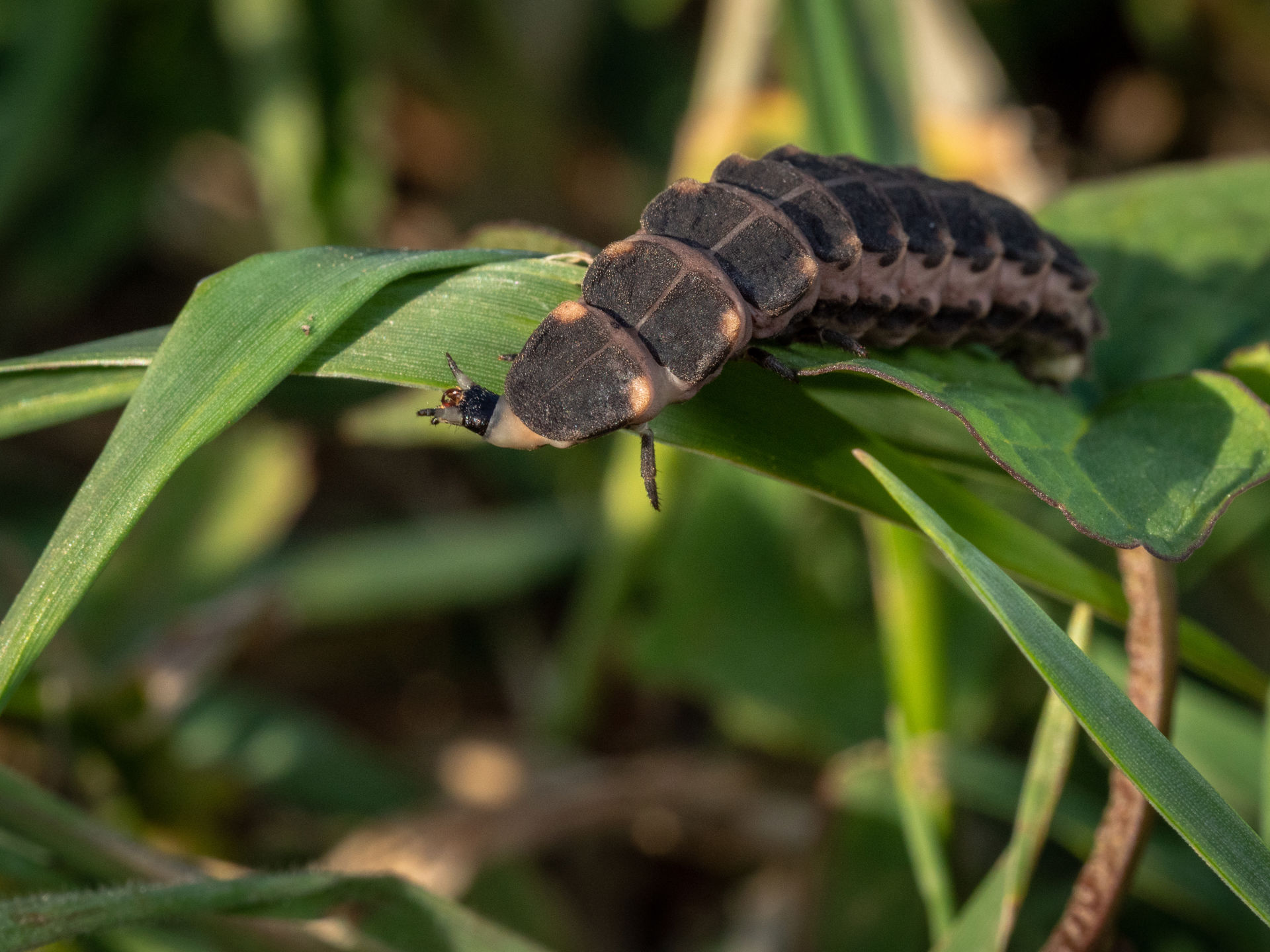 Unusual Facts About Glow Worms unusual-facts-about-glow-worms
