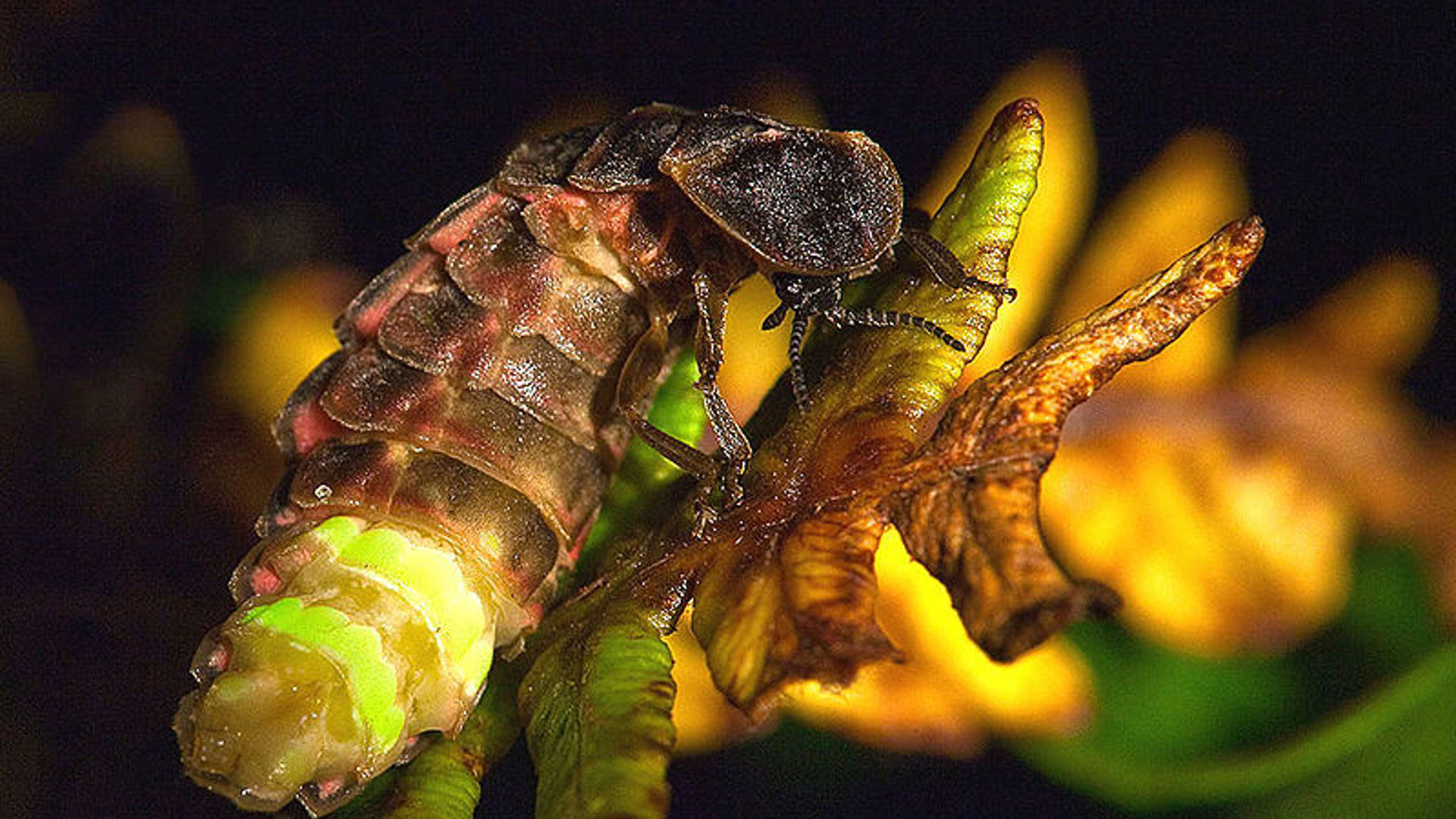 Unusual Facts About Glow Worms unusual-facts-about-glow-worms
