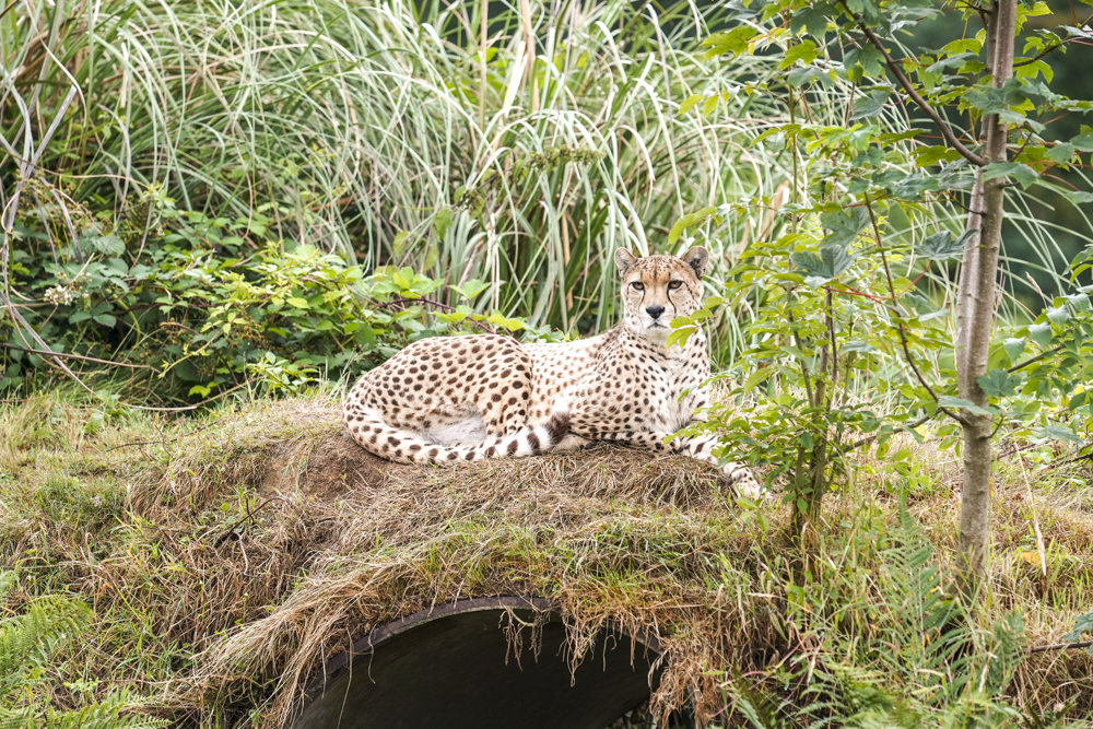 Wildwood Special Offers